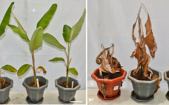 Logran desarrollar banano resistente a enfermedades en África | Agro-Bio